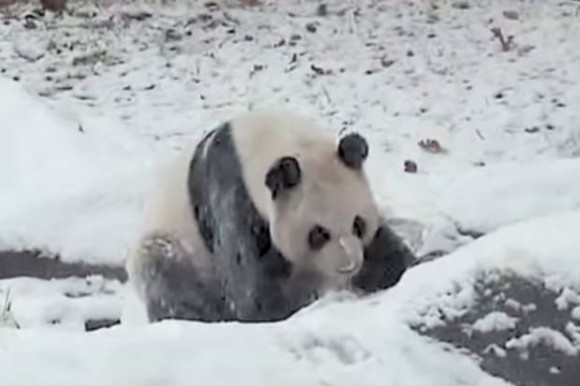 un panda tout excité par la neige