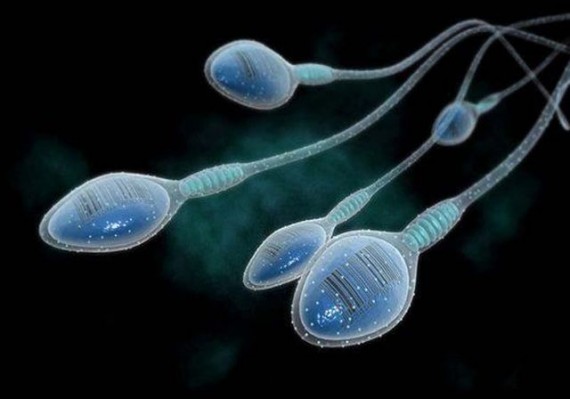 Kallistem : création de spermatozoïdes à partie de cellules