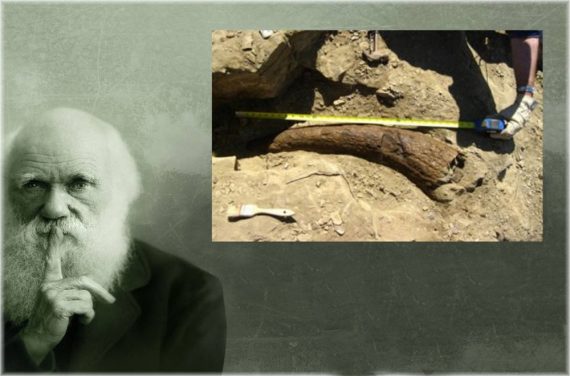 Mark Armitage, tissus mous sur un dinosaure : chronologie longue